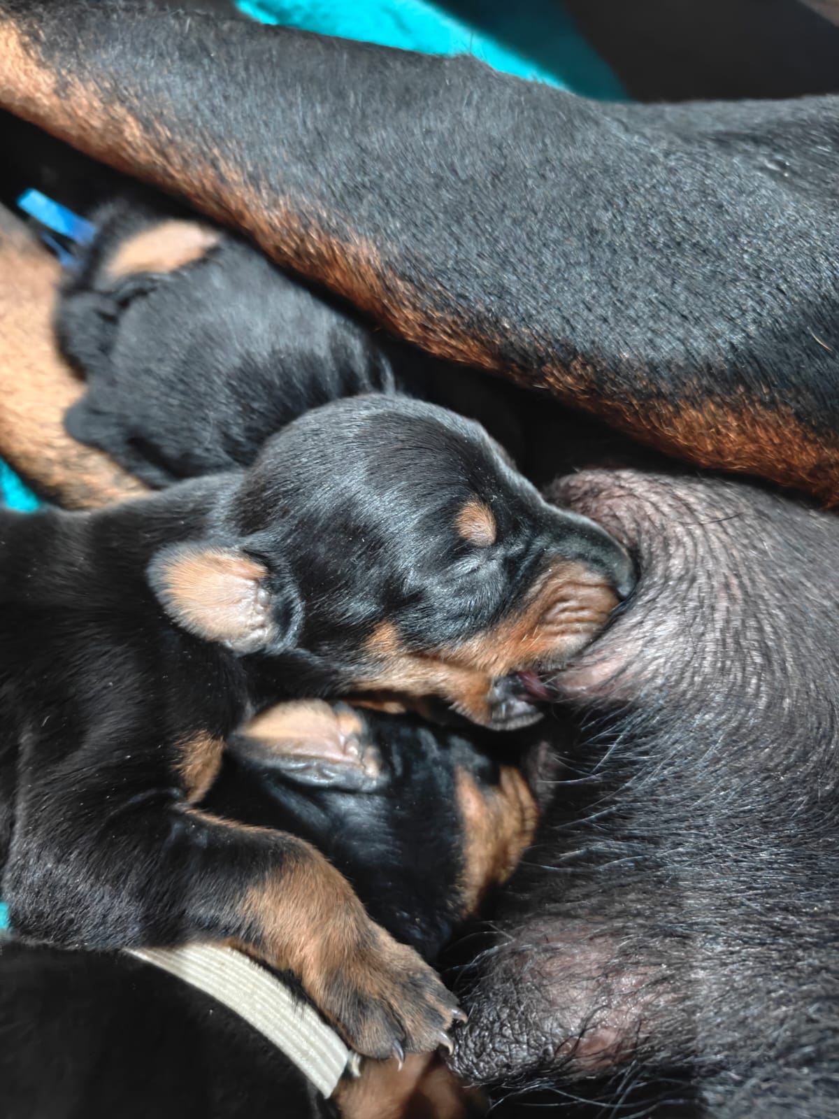 Puppies - Charlemagne Dobermanns